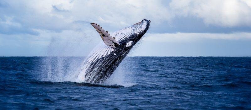 Man swallowed whole by a whale! - UCKG HelpCentre